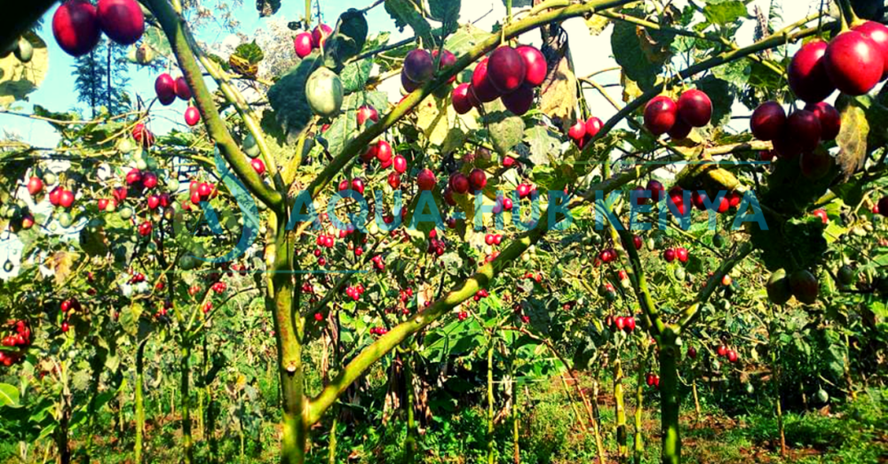 Tree Tomato Farming in Kenya | Tree Tomato Irrigation