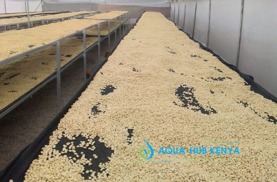 Coffee Solar-Dryers by Aqua Hub | Aqua Hub Kenya