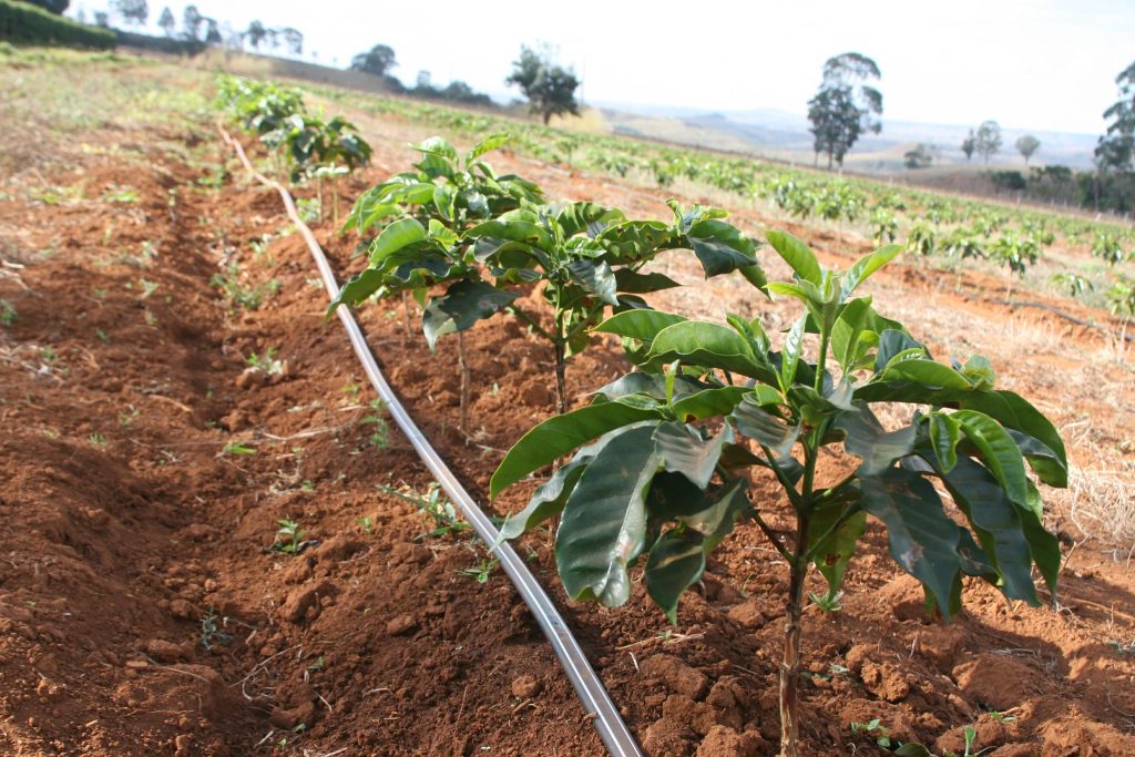 Drip Irrigation for Coffee Farming in Kenya | Aqua Hub Kenya | 0790719020