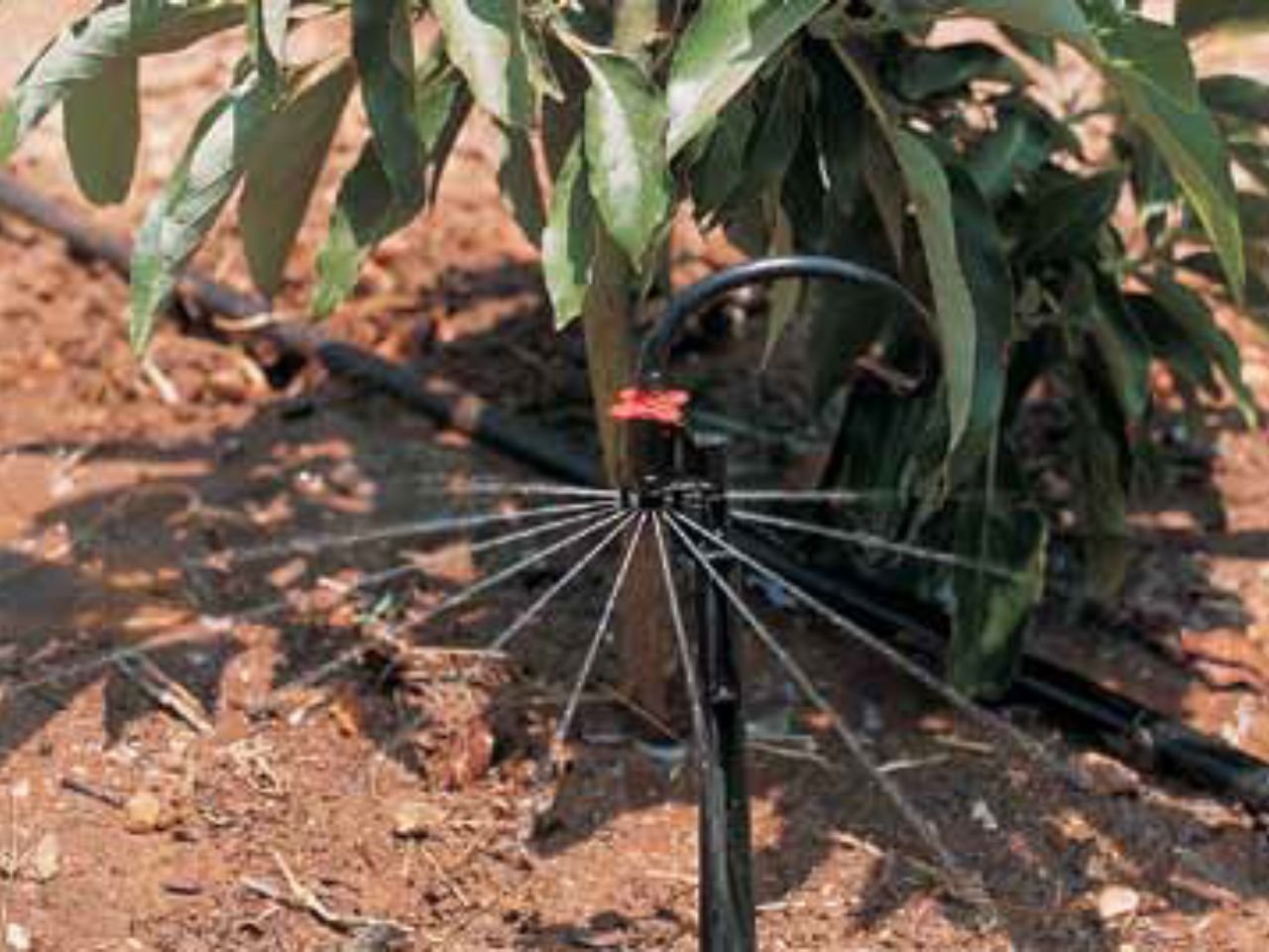 Micro Sprinklers for Irrigating Vegetables | 0790719020 | Aqua Hub
