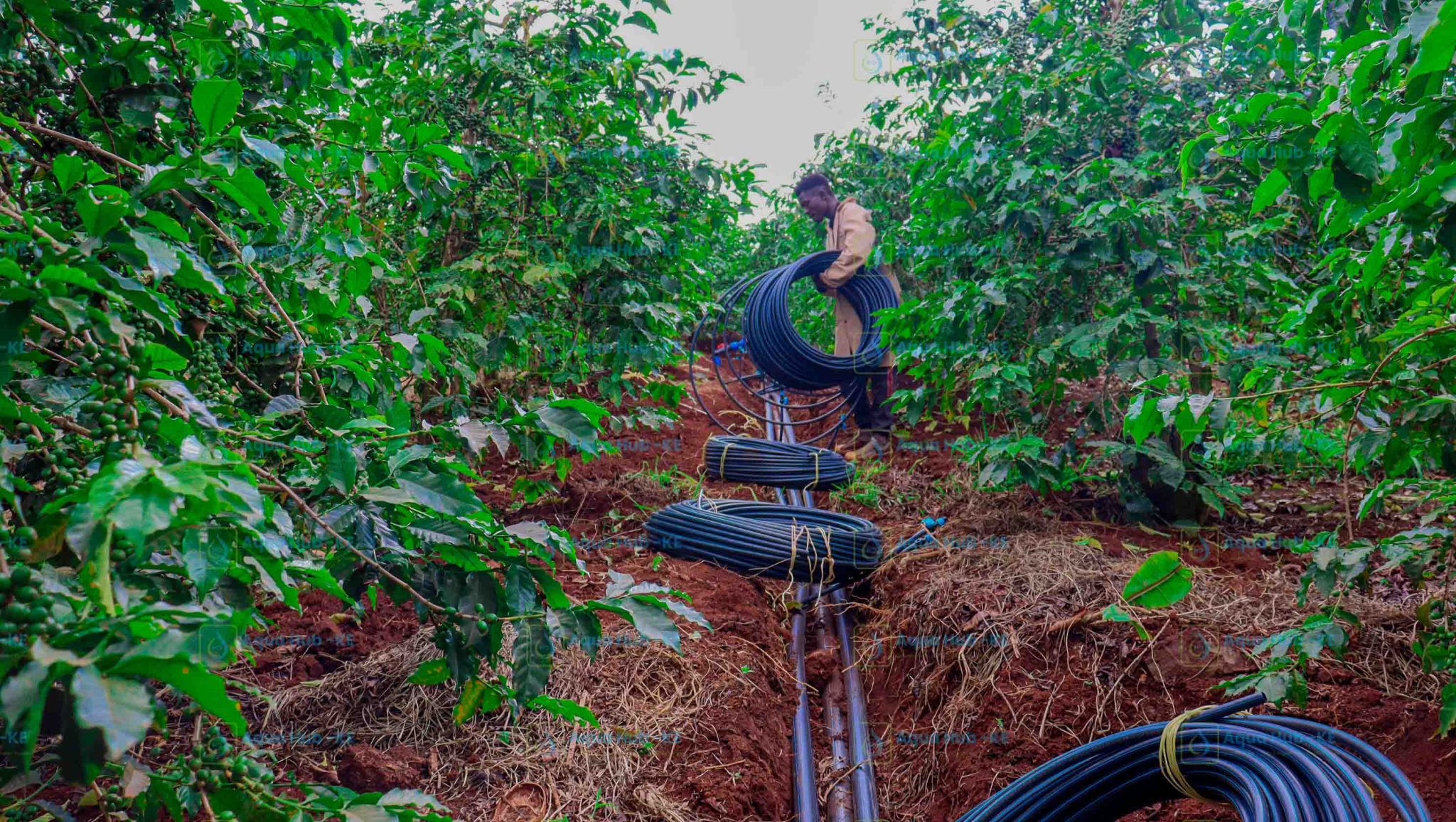 Drip Irrigation System Guide in Kenya | Aqua Hub Kenya Call 0790719020